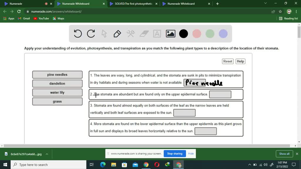 SOLVED: Apply your understanding of evolution, photosynthesis, and ...