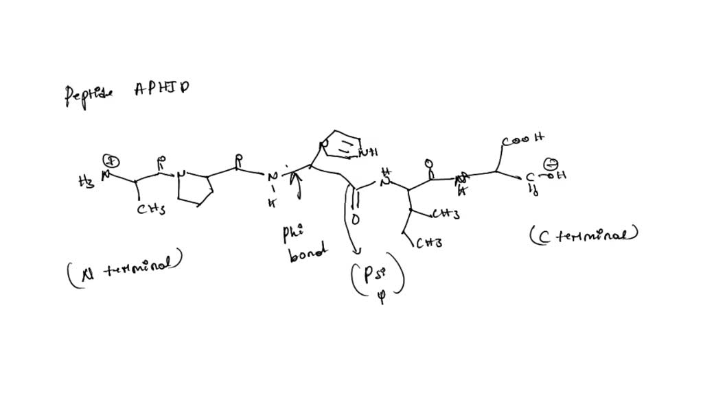 SOLVED: Draw the structure of the peptide APHID as best represented for ...
