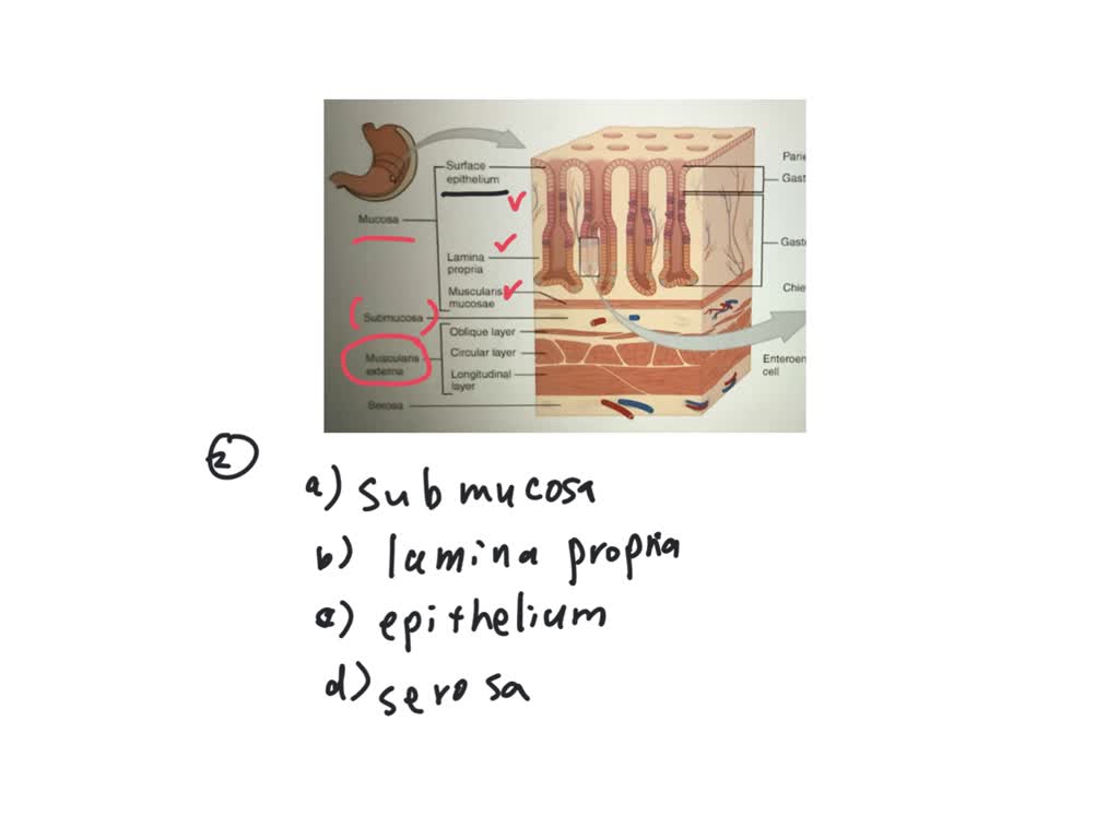 SOLVED: The hormone-producing cells of the thymus are called Kulchitsky ...