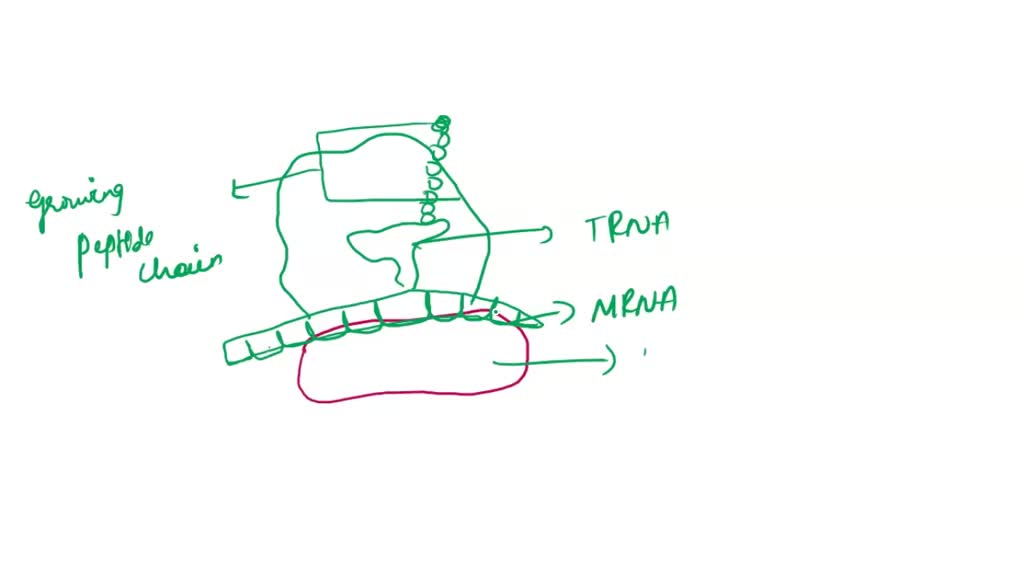 SOLVED: Draw a line representing mRNA that has already been processes ...