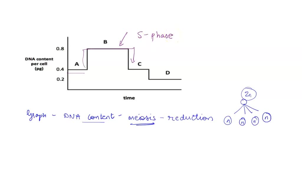 SOLVED: The graph below represents the DNA content changes that occur ...