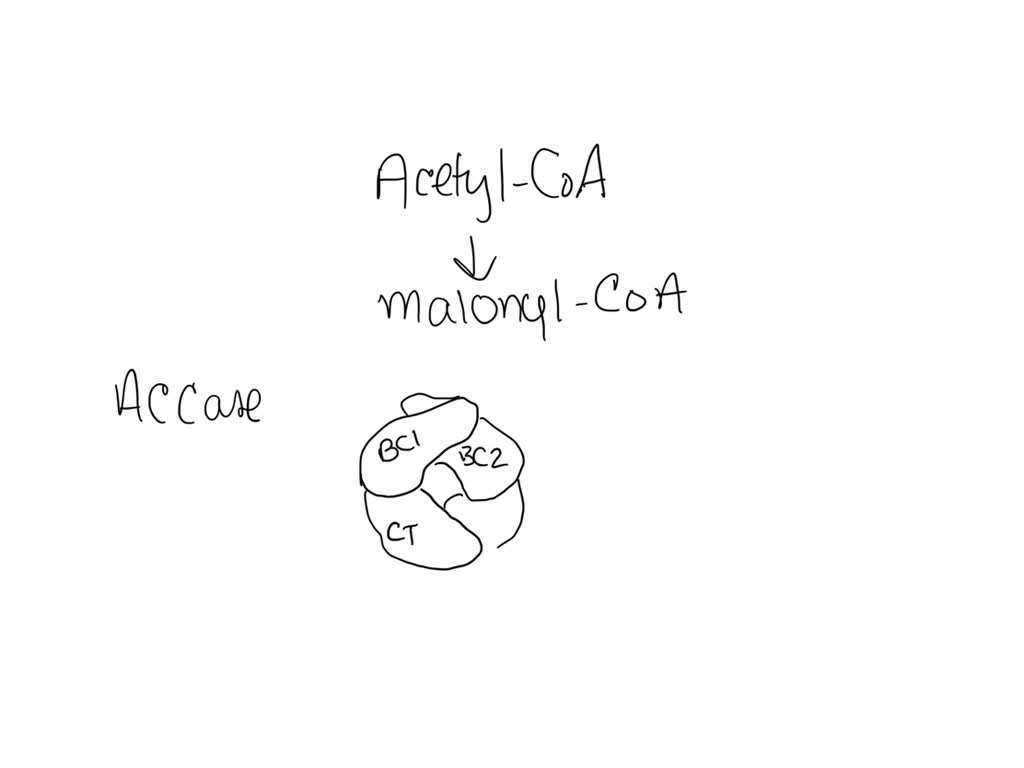 SOLVED: consider the process where Acetyl-CoA is converted to malonyl ...
