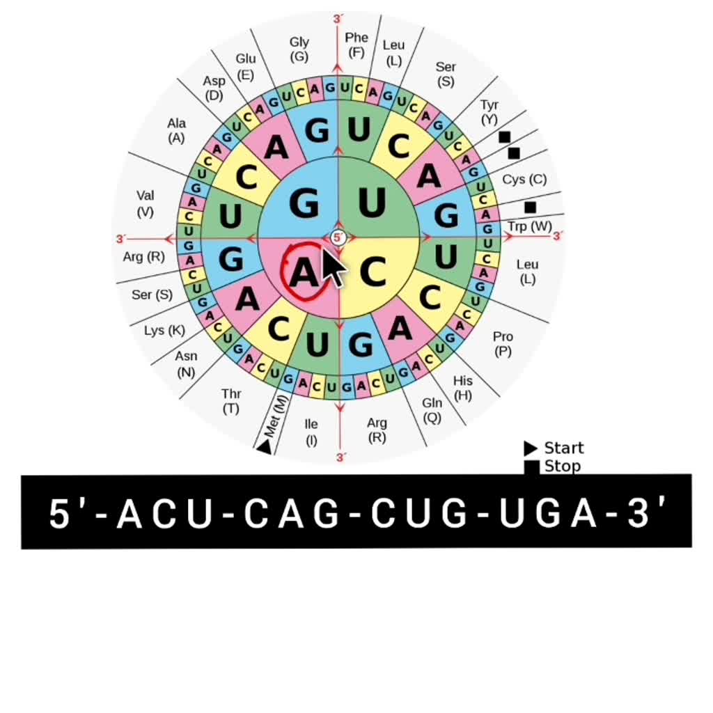 SOLVED: Translate the following DNA sequence to a polypeptide: 3'-TGA ...