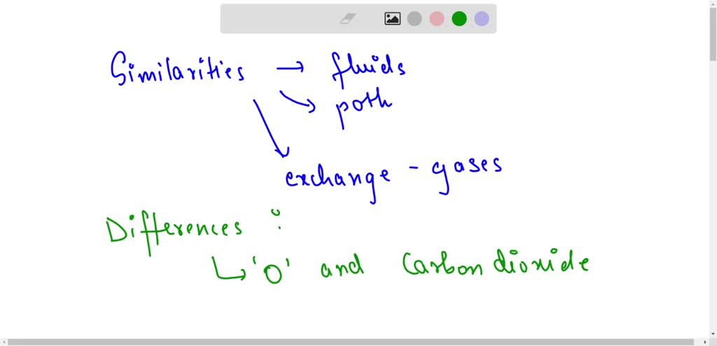 SOLVED: The difference between cardiovascular and respiratory system by ...