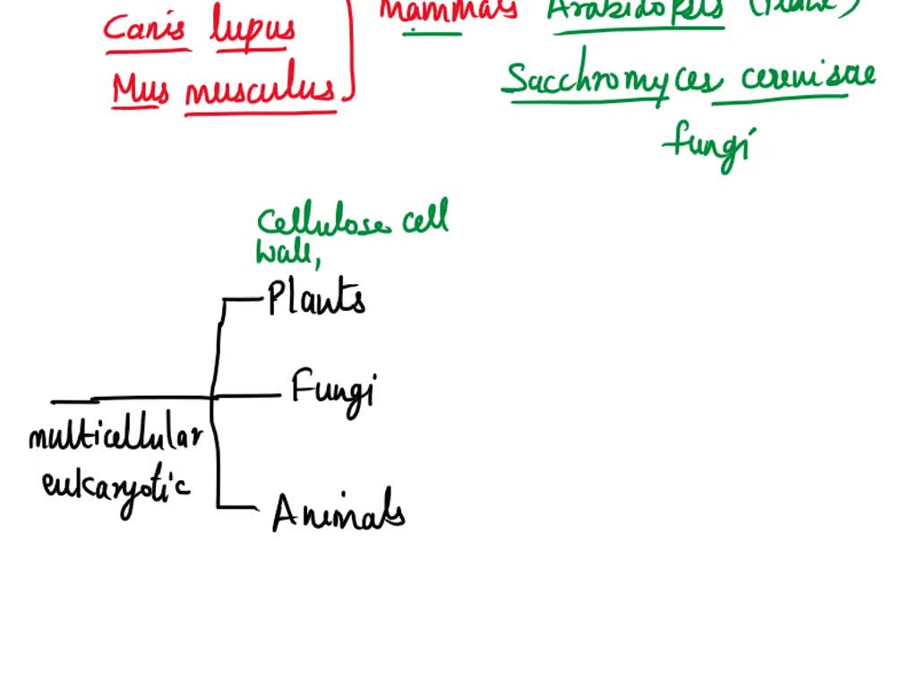 SOLVED: BUILD A PHYLOGENETIC TREE Instructions: Choose 7 species from ...