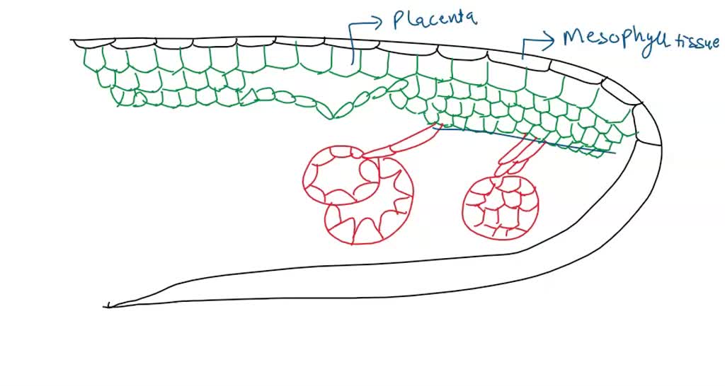 SOLVED: Draw a sorus and label the indusium, sporangia, and spores.