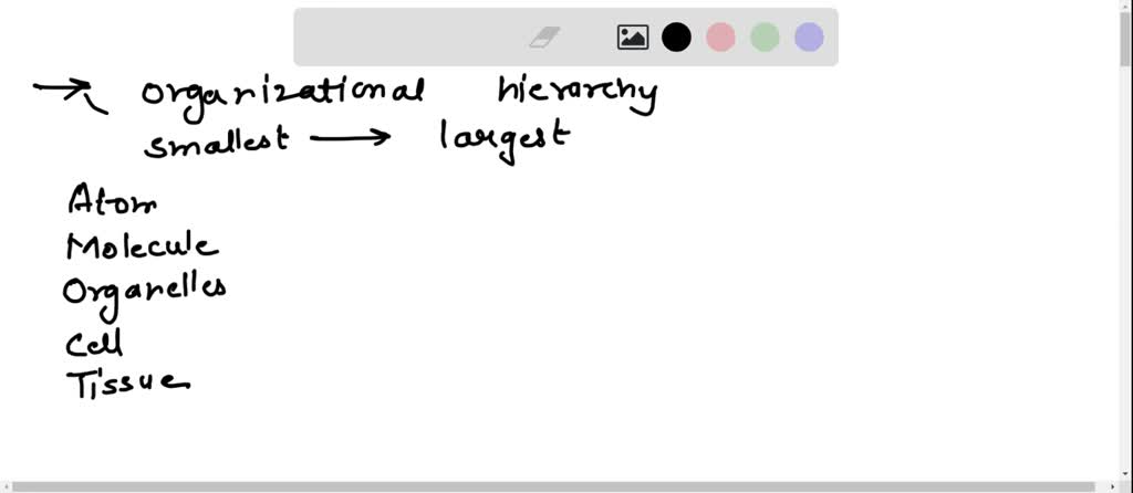 SOLVED: which of the following is the correct organization hierarchy from largest to smallest