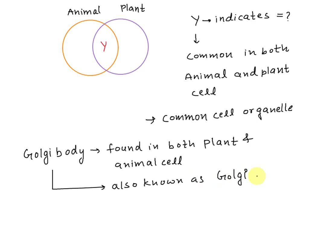 SOLVED: 'Lucia drew a diagram to compare animal cells and plant cells ...