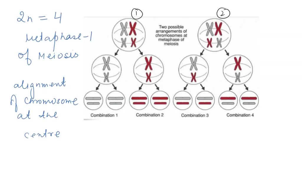 Metaphase Mitosis 2n=4