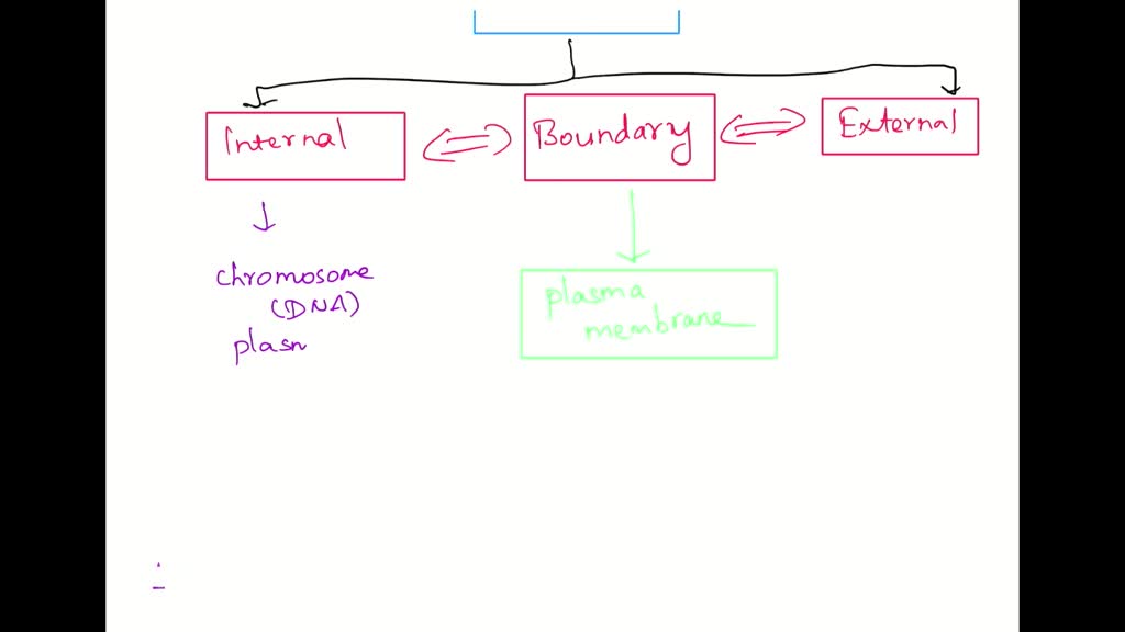 SOLVED: draw a concept map for the following prokaryotic cell Internal structures Flagella ...