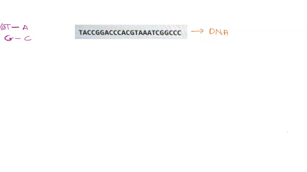 SOLVED: Write the complementary mRNA sequence for the DNA sequence given here ...