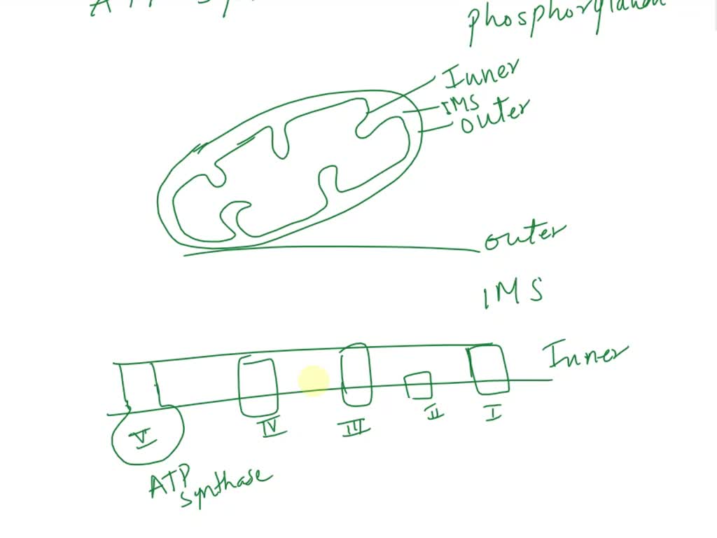 SOLVED: g One can measure ATP production from isolated mitochondria in ...