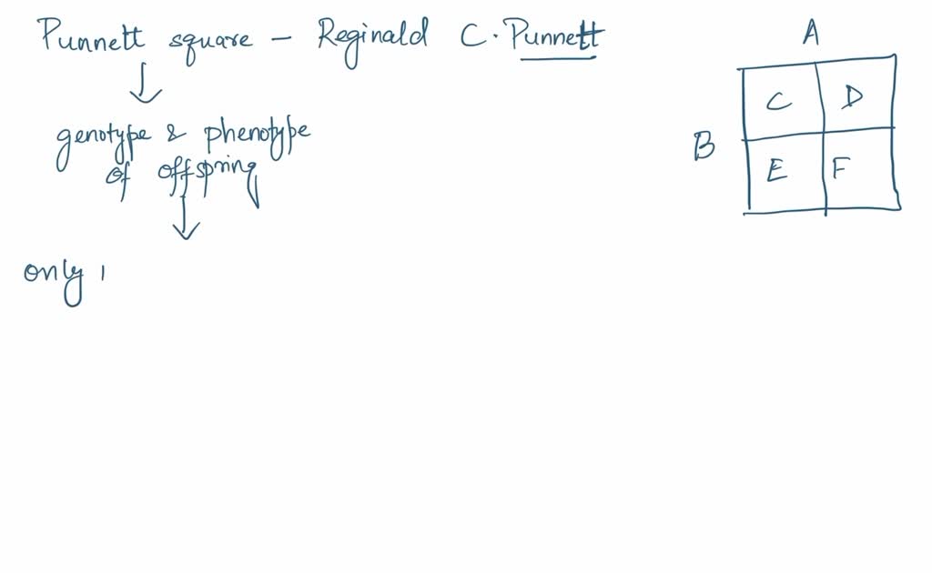 SOLVED: 'Determine what each letter represents in the Punnett square ...