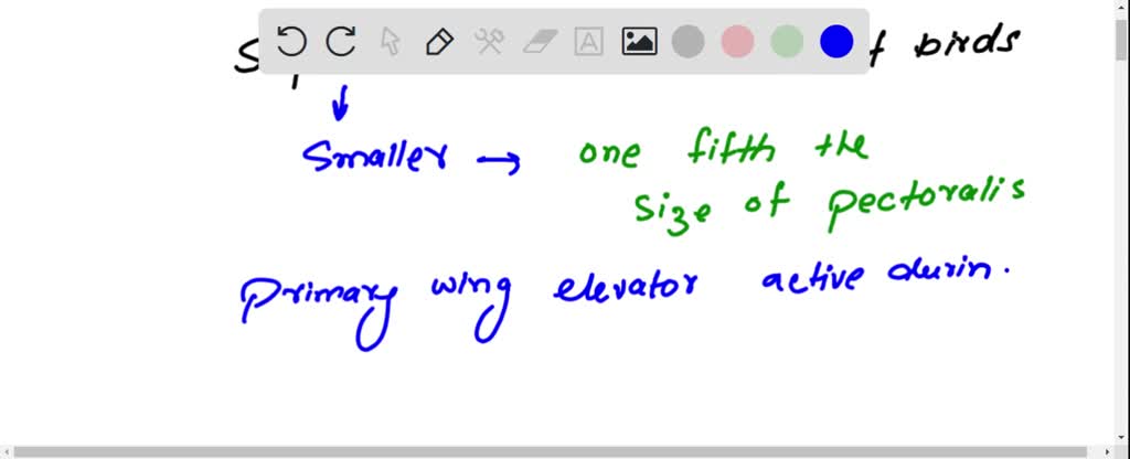 SOLVED: 'The flight apparatus of birds involves two main muscles. Why ...