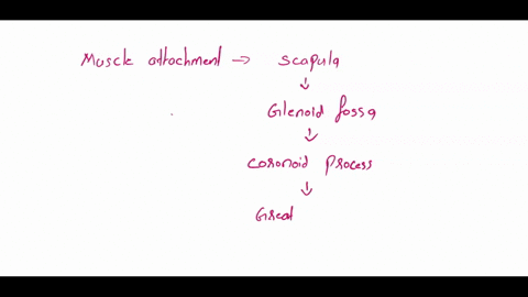 The is the site on anesthesiology occipital condyle...