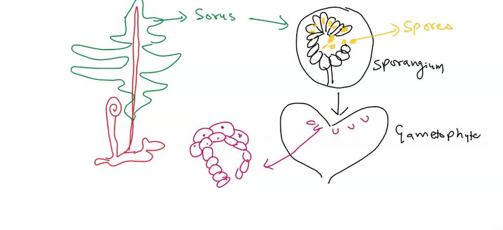 SOLVED: Observe the image of fern gametophyte. Identify and label the ...