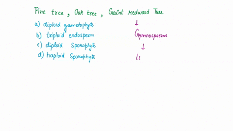 An adult conifer tree is the Multiple Choice diploid...