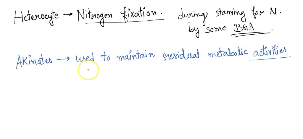 SOLVED: Gelatinous Matrix Heterocyst Vegetative Cell Figure14.2: Nostoc ...