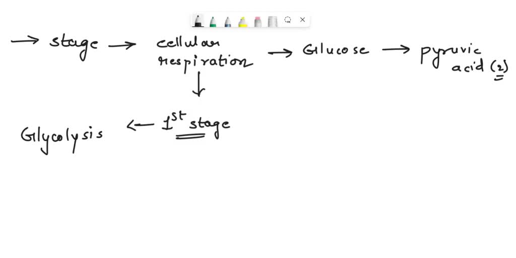 SOLVED: During which stage of cellular respiration is glucose broken ...
