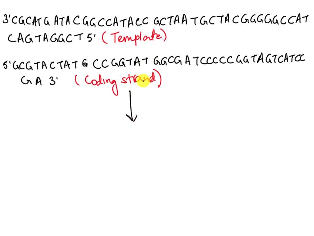 SOLVED: Below is a double stranded sequence of DNA found on chromosome 17 of the human genome ...