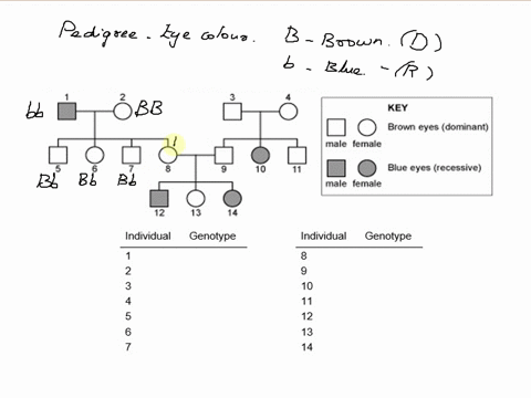 Use the pedigree below to complete the following table eye...