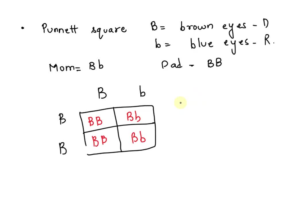 Solved Complete The Following Punnett Square Be Sure To Include The Ratios Of The Genotypes