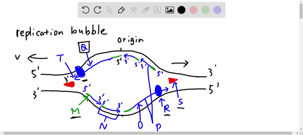 SOLVED: The diagram above represents a DNA replication bubble in a ...