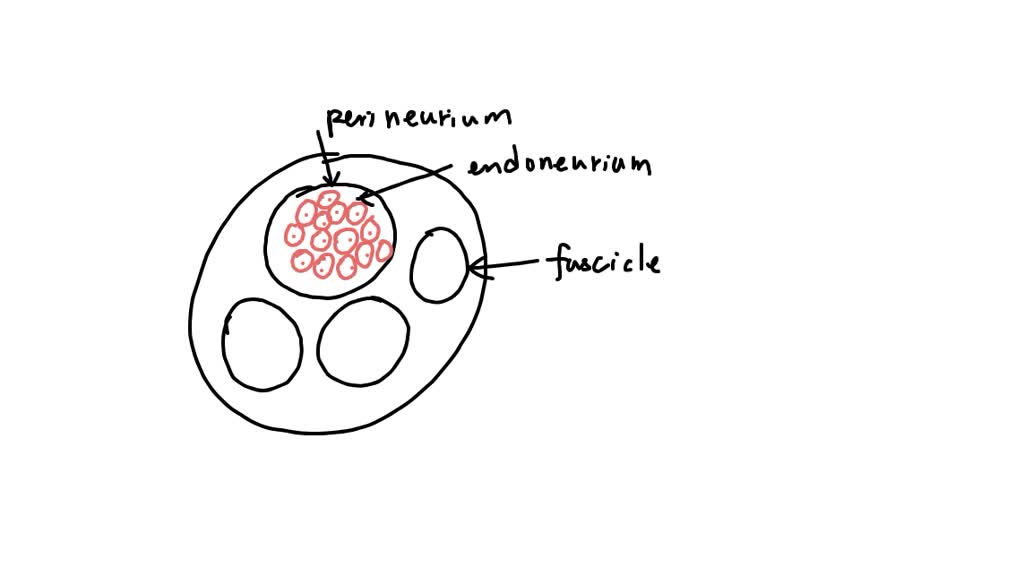 label the cross- section of a bundle of axons within a nerve by ...