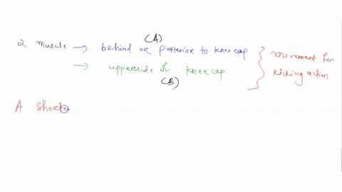 The diagram below shows two of the muscles used to kick a...