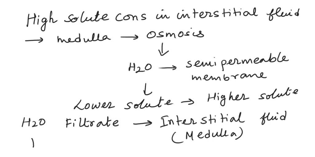 SOLVED: The phosphate buffer system becomes important in the concentration. O blood brain ...