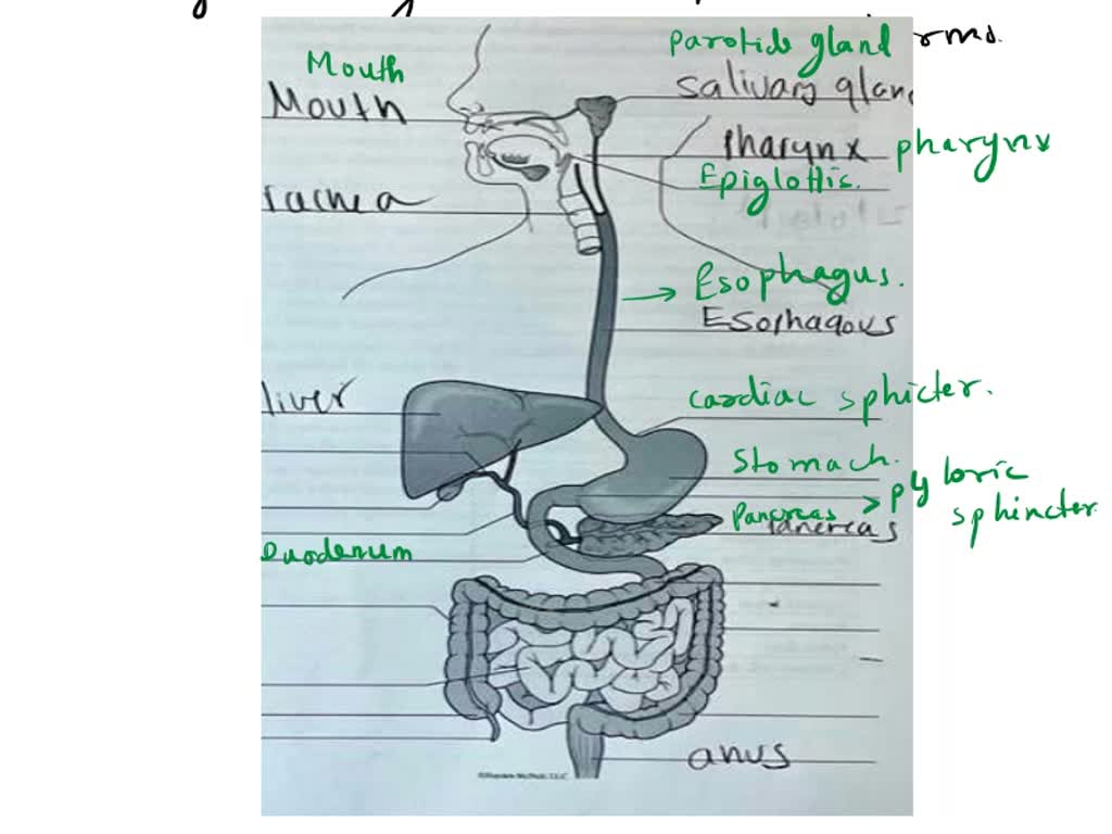 SOLVED: REVIEW 1. Label the following structures on Figure 24.28: Cecum, Lesser omentum ...