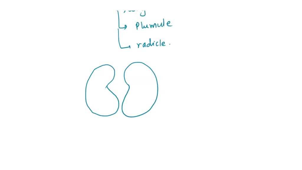 Solved Draw And Label Fully Dicotyledon Sed State The Role Of Each Of The Labelled Parts Of