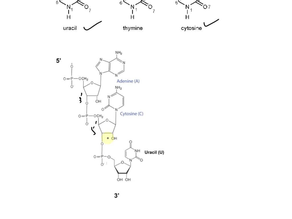 SOLVED: Draw the structure of the trinucleotide ACU.