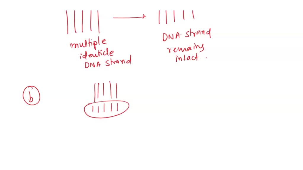 SOLVED: Text: Part 2 Suppose that you have multiple copies of a DNA ...
