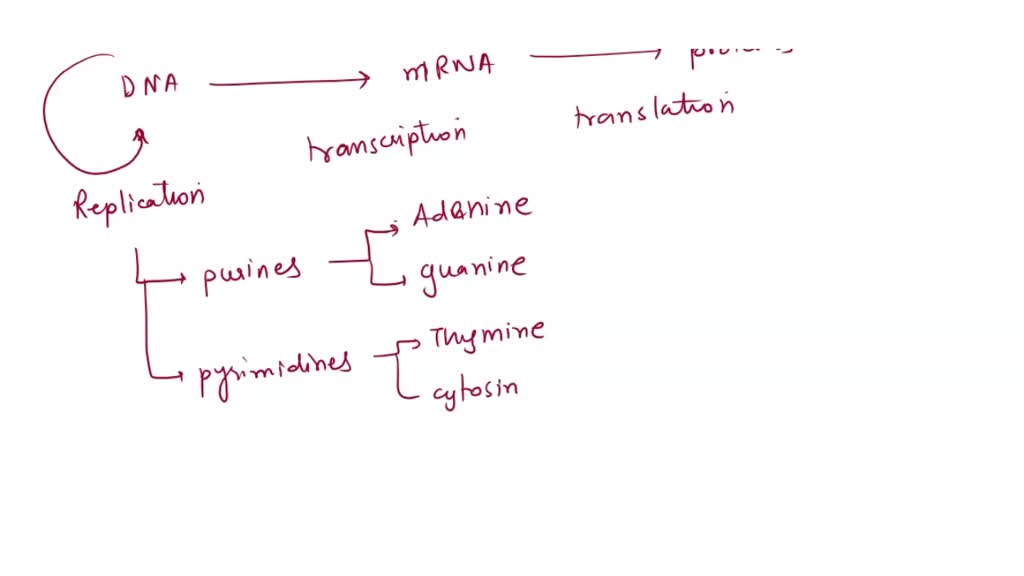 SOLVED: Using the codons and resulting amino acids from the Genetic Code chart; complete this ...