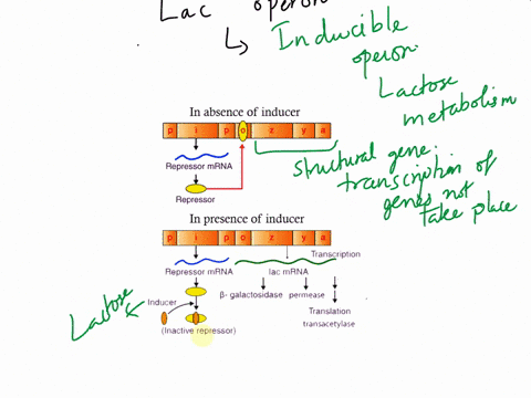 Question 6 the lac repressor in bacteria and when lactose...