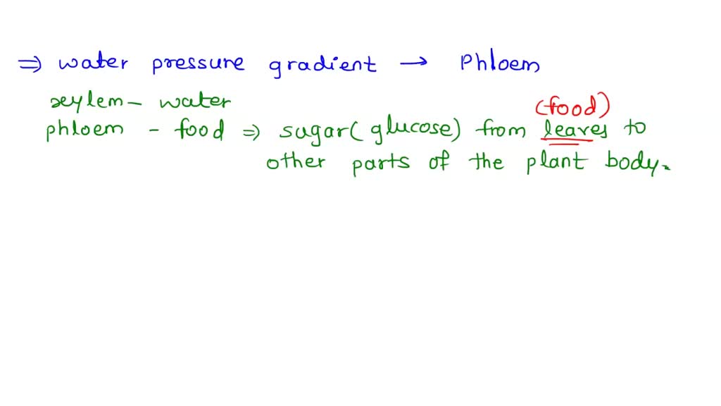SOLVED: Question 16 The water pressure gradient in phloem tubes is ...