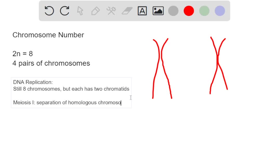 SOLVED: A diploid cell containing eight chromosomes undergo meiosis ... SOLVED: A diploid cell containing eight chromosomes undergo meiosis ...