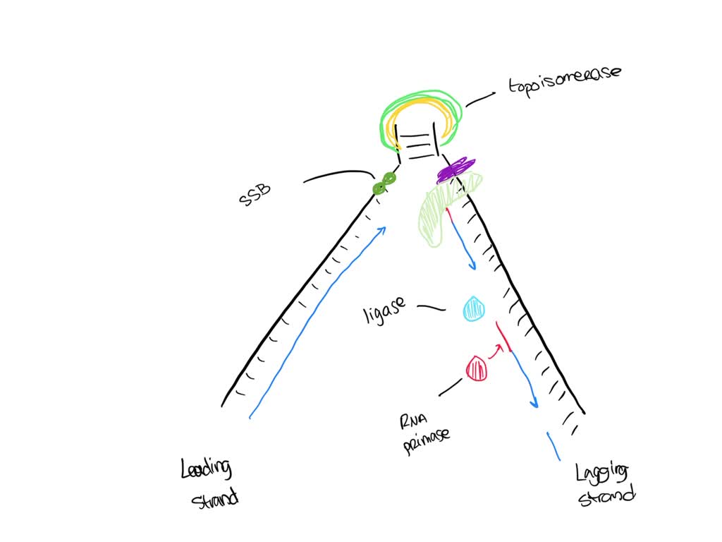 SOLVED: Label the polarity of each DNA strand diagram of replication ...