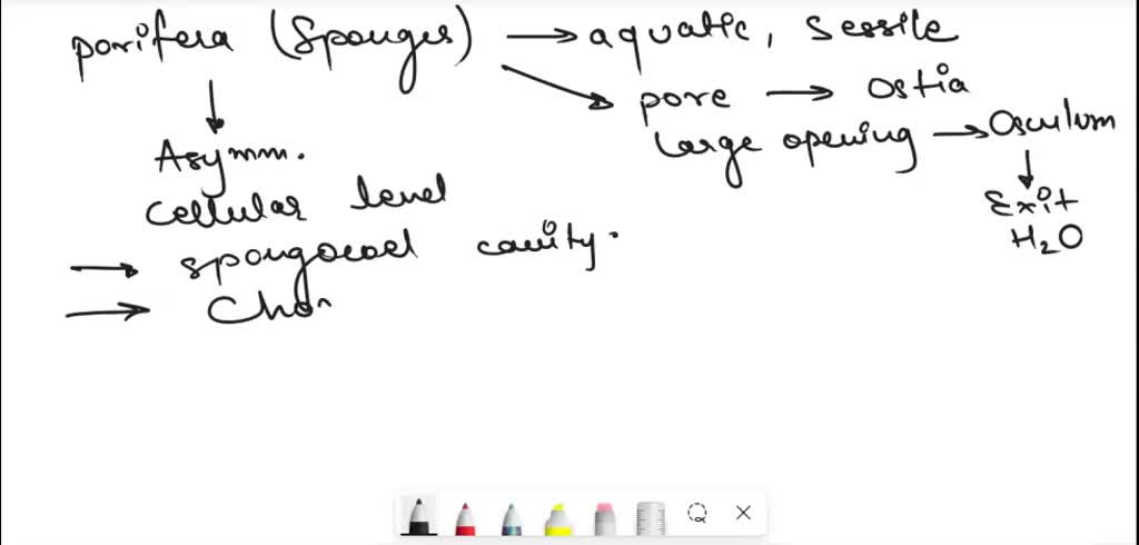 SOLVED: Body types: ascon, sycon, and leucon Think about three ...