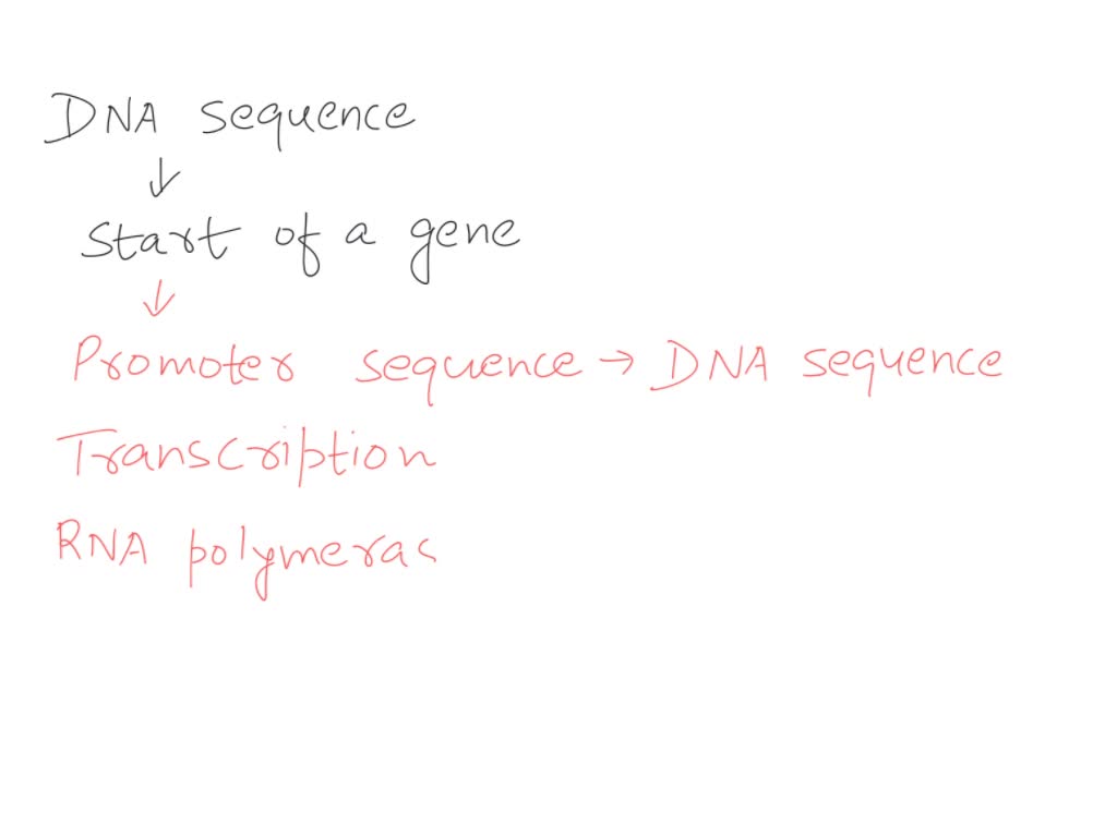 SOLVED: A DNA sequence that signals the start of a gene is: an ...