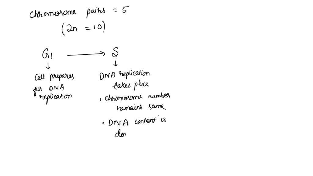 In a diploid cell with five chromosome pairs (2n=10), how many ...