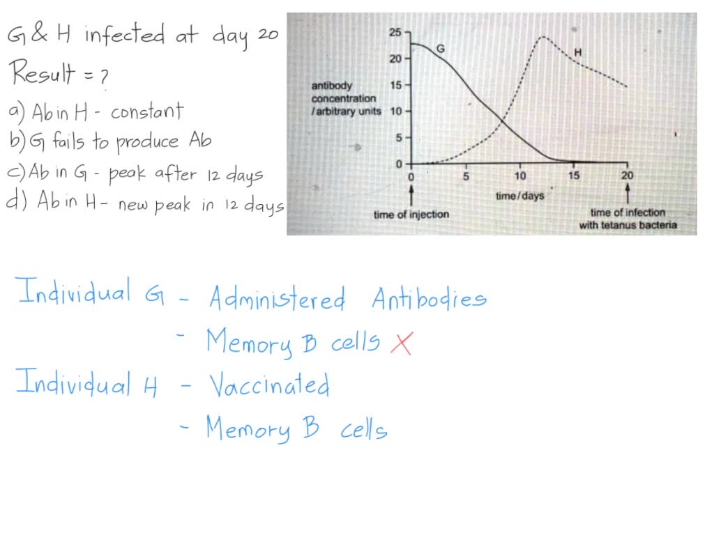 SOLVED: The bacterium that causes the disease tetanus produces a toxin ...