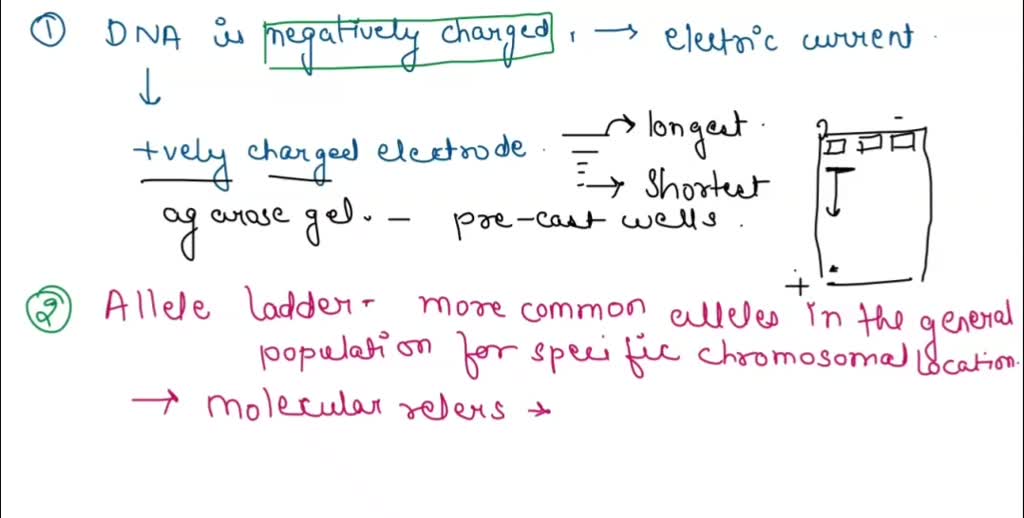 SOLVED: Student Questions Why does DNA move through an agarose gel ...