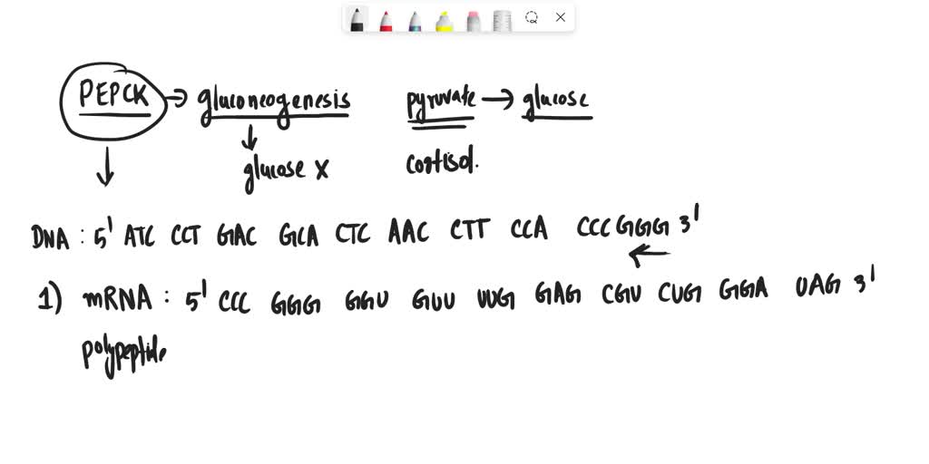 SOLVED: In humans, the PEPCK gene encodes phosphoenolpyruvate ...