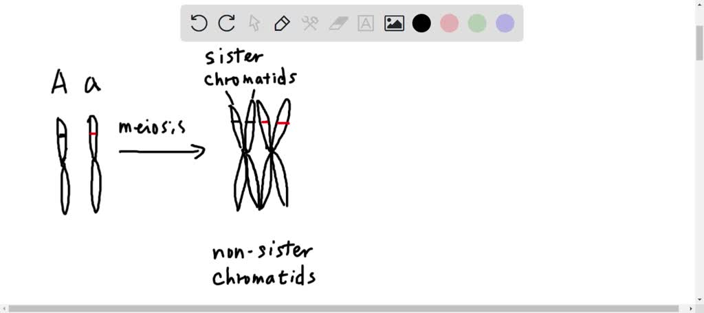 SOLVED: During meiosis, homologous chromosomes synapse and form tetrads ...