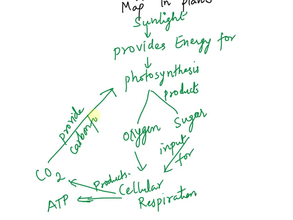 Photosynthesis Concept Map Directions: Using the following concepts ...