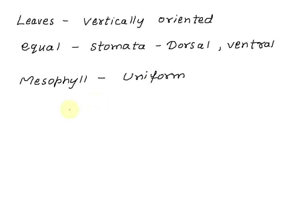 SOLVED: Select all that apply: Vertically oriented leaves have Qa ...
