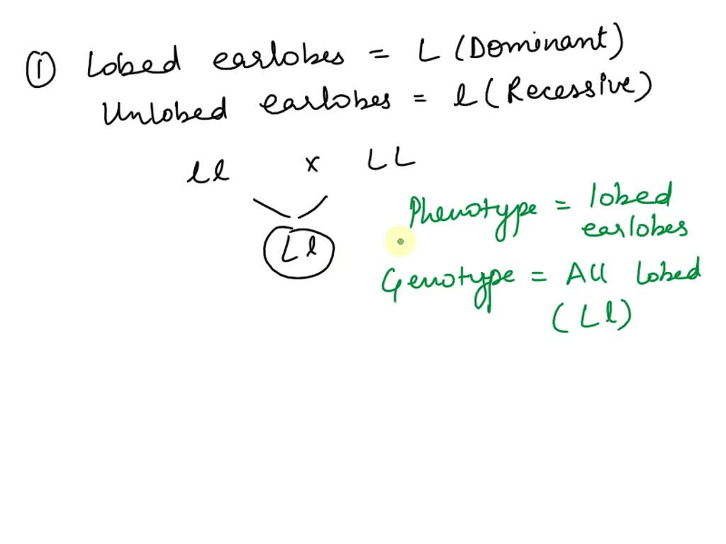 SOLVED: Questions for unlobed earlobes has babies with a person that is ...