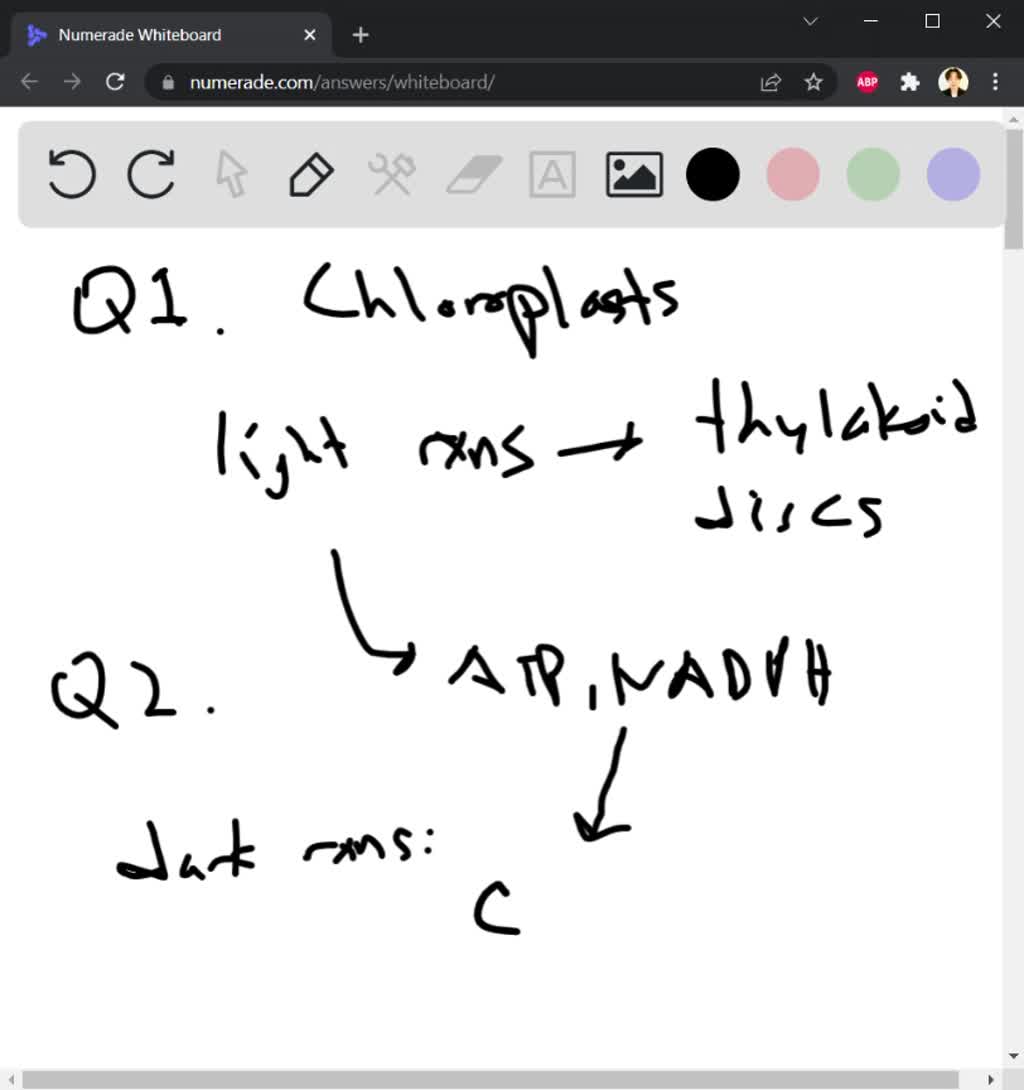 SOLVED: Photosynthesis cyclic = and noncyclic) How light energy is ... SOLVED: Photosynthesis cyclic = and noncyclic) How light energy is ...